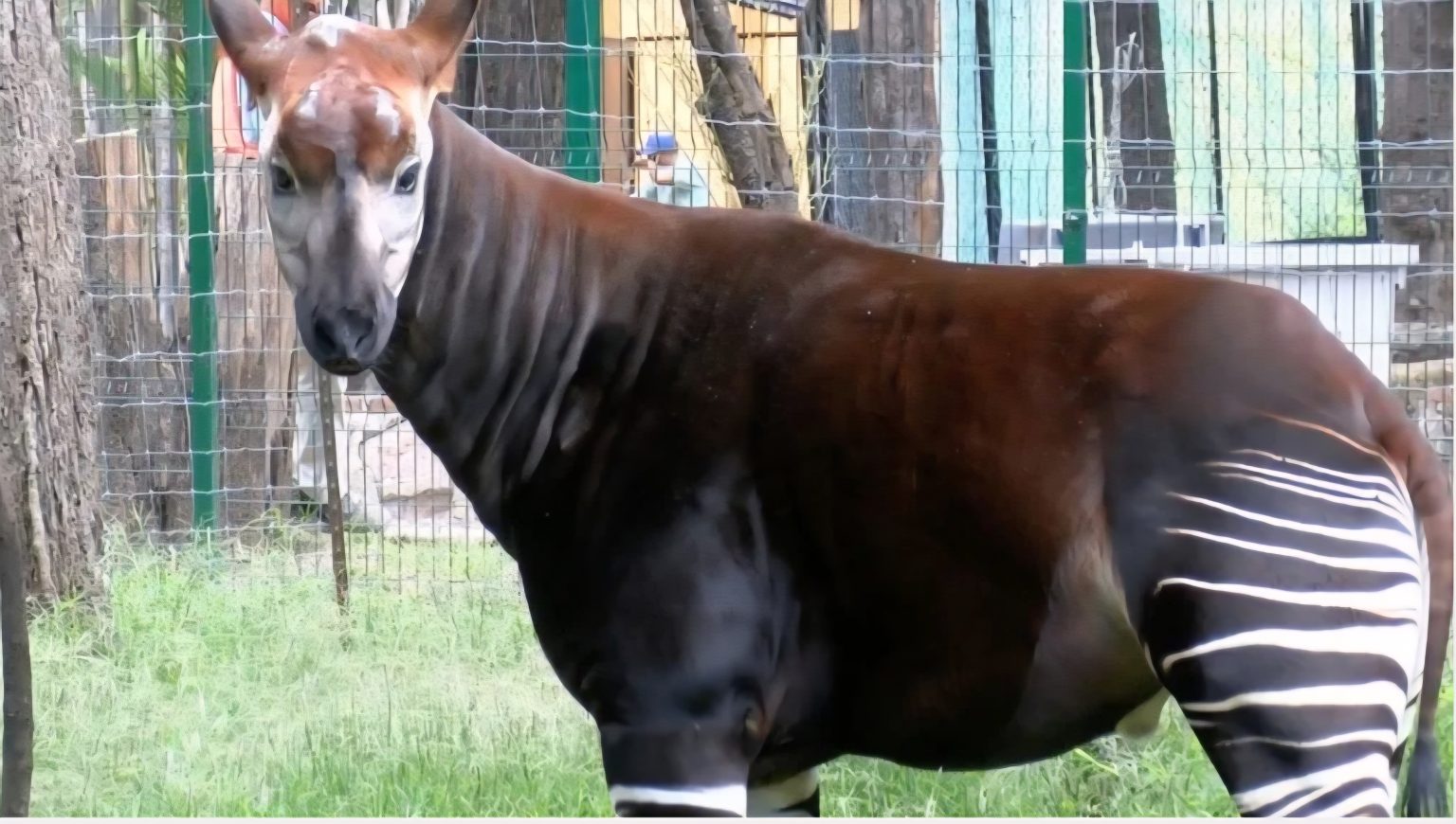 💥 Armando, el okapi más exóticos que llegó desde el Congo hasta ...